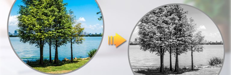 Monochrome vs Grayscale Printing: What’s the Difference?